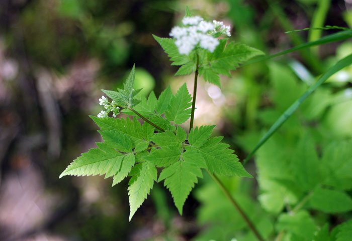 Osmorhiza longistylis (Anise root) (Myrrhis longistylis)