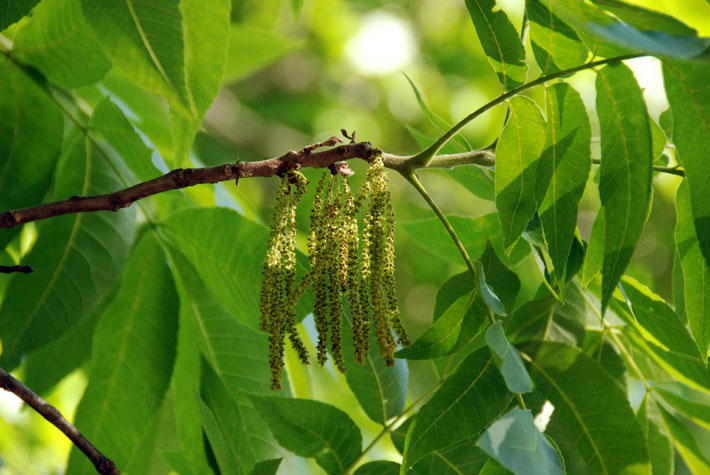 Carya illinoinensis (Pecan)