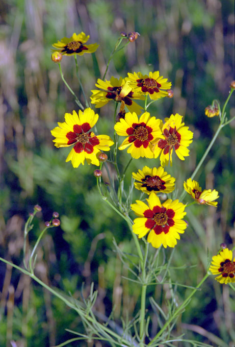 Coreopsis tinctoria (Golden tickseed)