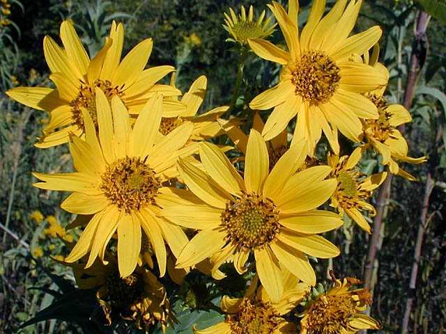 Helianthus grosseserratus (Sawtooth sunflower)