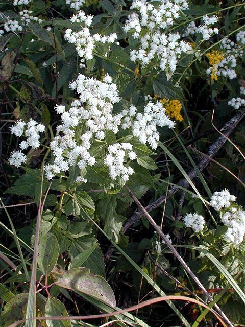 Ageratina altissima (White snakeroot) (Eupatorium rugosum)