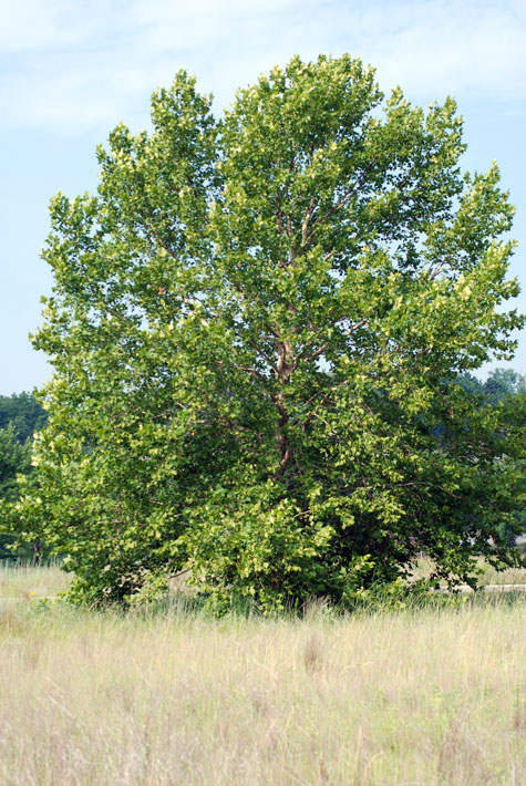 Platanus occidentalis (Sycamore) (American plane tree)
