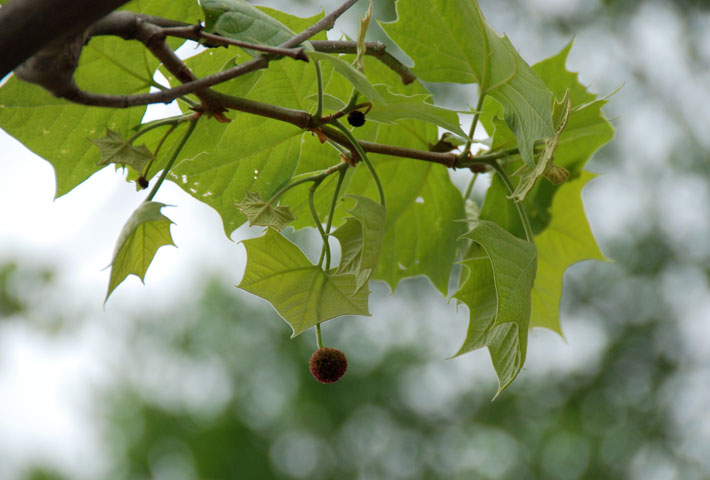 Platanus occidentalis (Sycamore) (American plane tree)